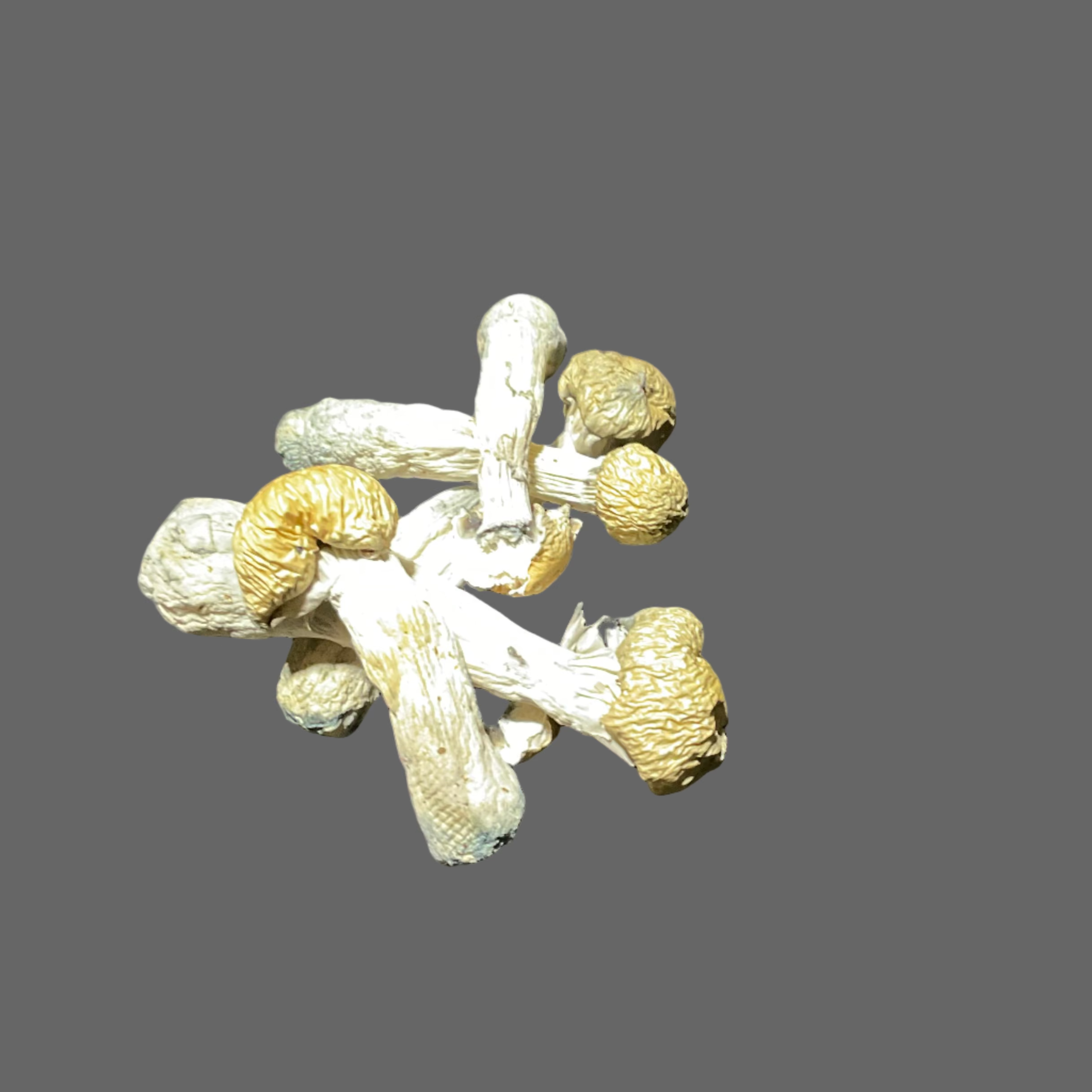 Creature – Fruit of the Moon Fungi